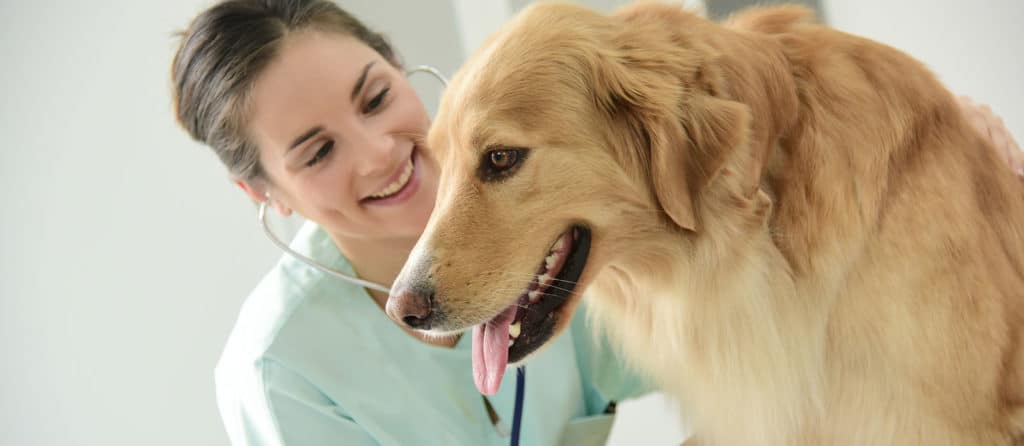 Canine Endocrine Diseases - Elite Learning