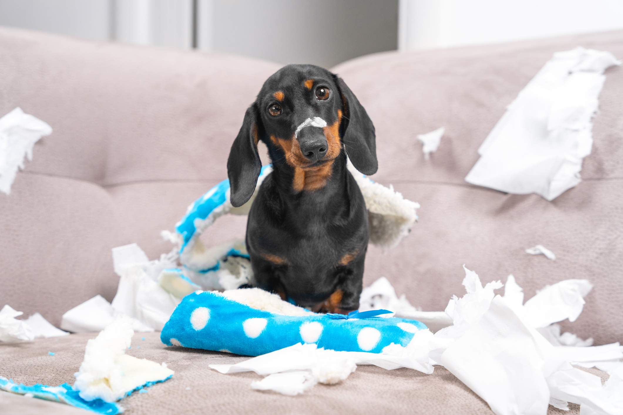 A Vet's Guide to Common Canine Behavior Problems - Elite Learning