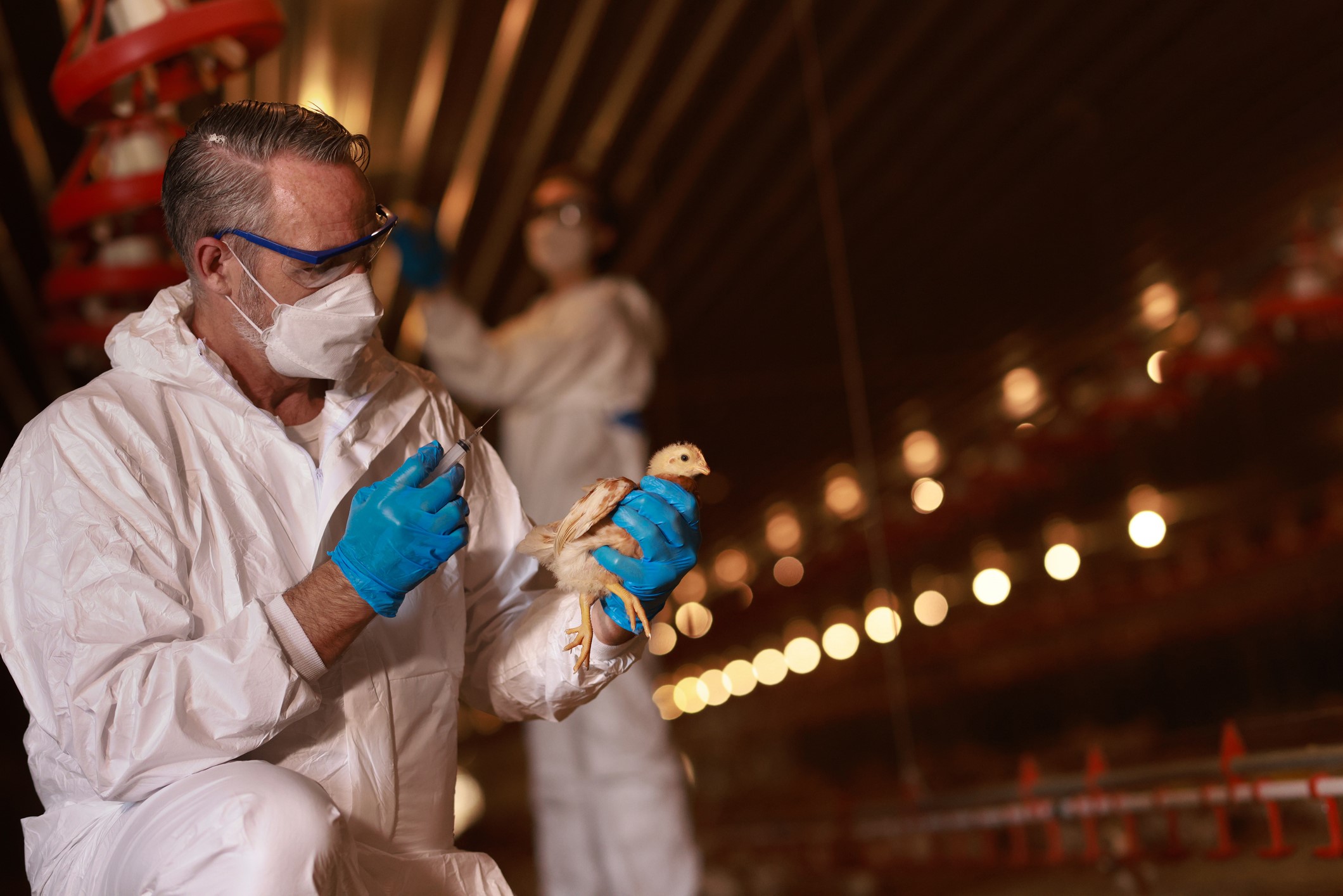 What Veterinarians Need to Know About Avian Influenza - Elite Learning